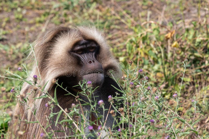 Gelada Theropithecus Gelada Monkey Stock Photo - Image of outdoors ...