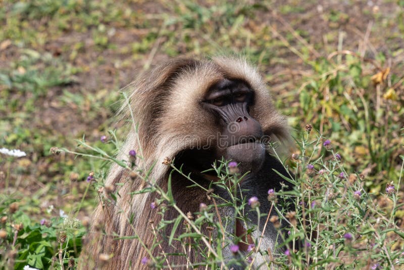 Gelada Theropithecus Gelada Monkey Stock Photo - Image of graminivore ...