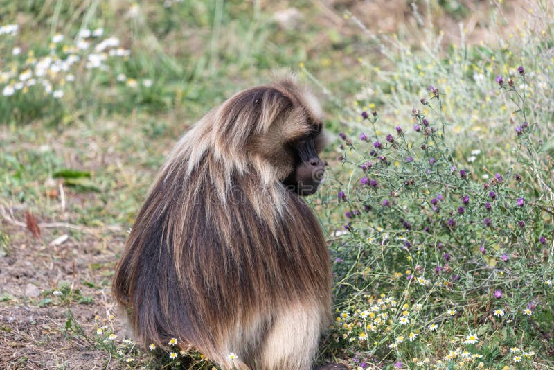 Gelada Theropithecus Gelada Monkey Foto de archivo - Imagen de prado ...
