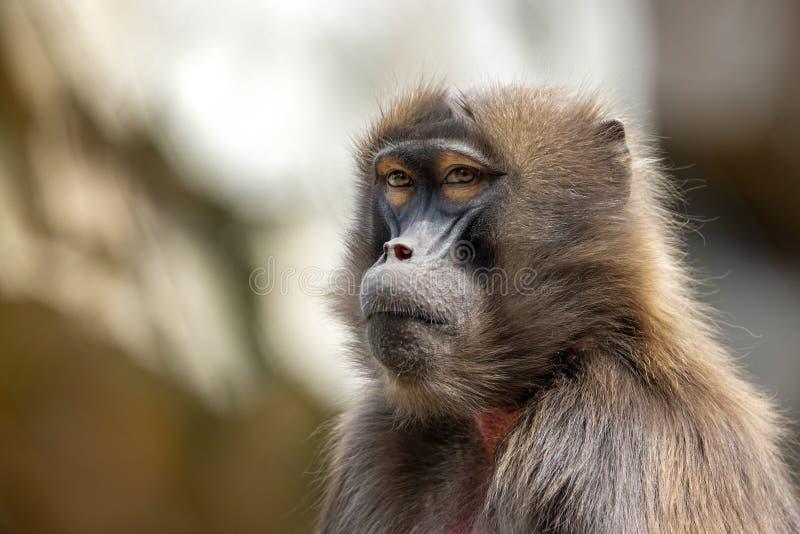 The Gelada (Theropithecus Gelada) Stock Photo - Image of portrait, wild ...