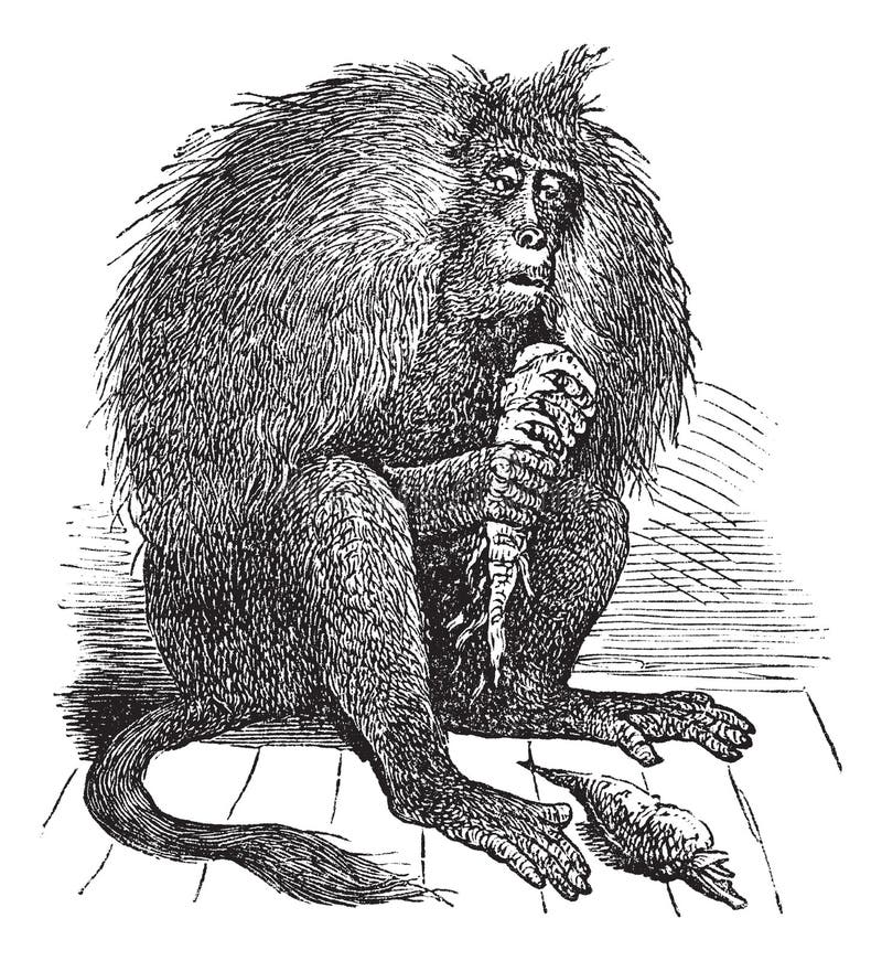 Gelada Vector Art Stock Illustrations – 16 Gelada Vector Art Stock ...