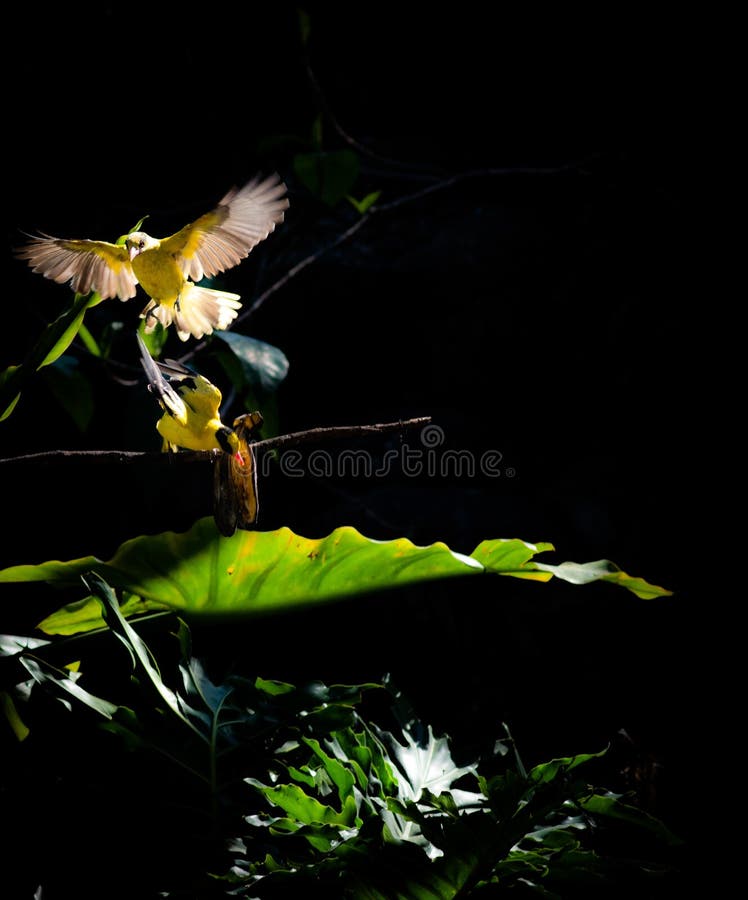 Kepodang Bird stock photo. Image of bird, animal, gelatik - 123193982