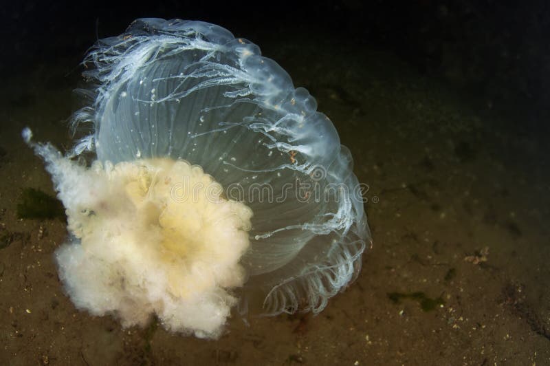 Gelatina del tuorlo d'uovo immagine stock. Immagine di spiaggia - 25939765