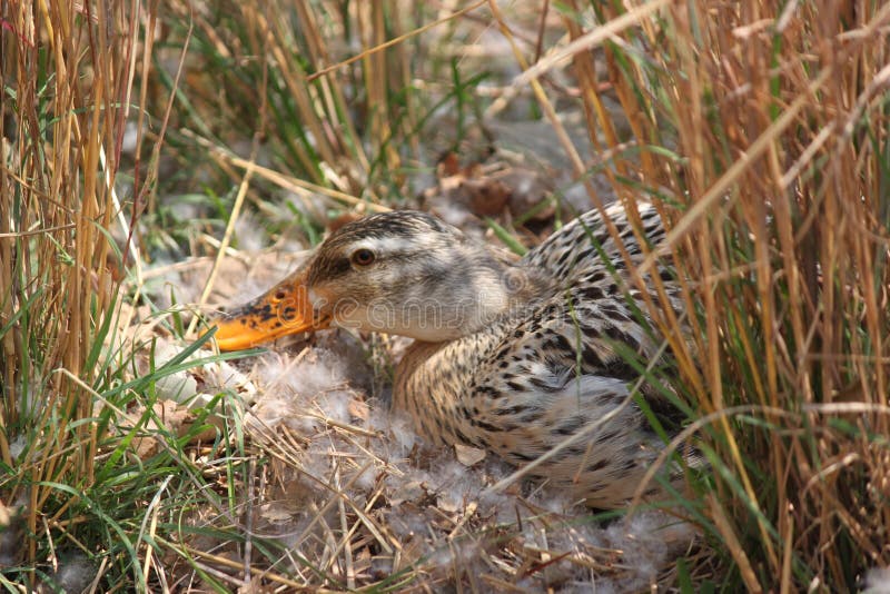 Entennest Mit Eiern Im Gras Stockbild - Bild von geburt, aufwartung ...