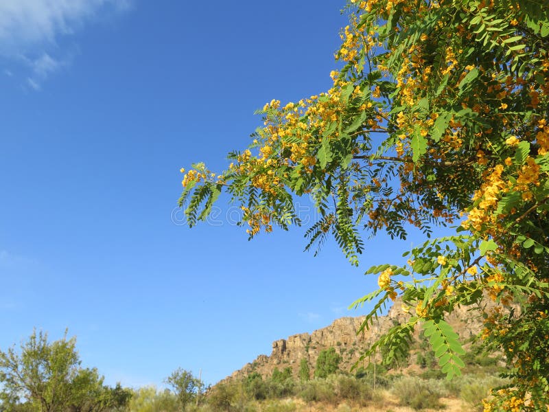 Gelbe Akazien-Blüten stockfoto. Bild von draussen, holz - 55506372