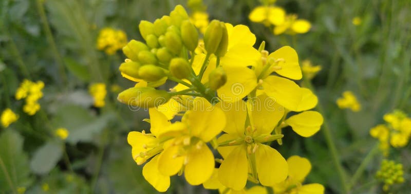 Senfblume mit Samen stockbild. Bild von sorte, hintergrund - 36267721