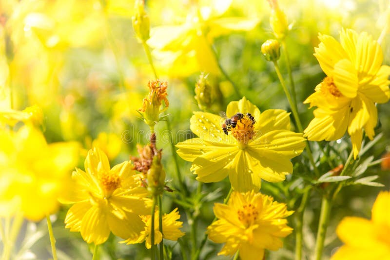Gelbe Blumen und Bienen stockbild. Bild von nave, frech - 44615815 Gelbe Blumen und Bienen stockbild. Bild von nave, frech - 44615815