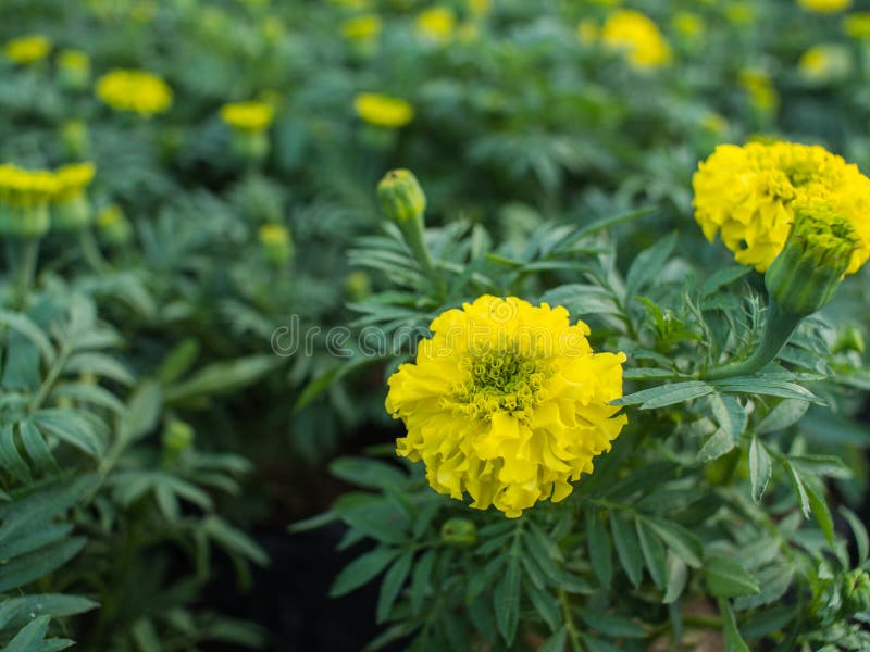 Gelbe Calendula-Felder aus den Grund.