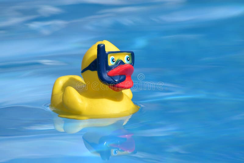 Gelbe Ente stockfoto. Bild von ente, schwimmen, menge - 26391646