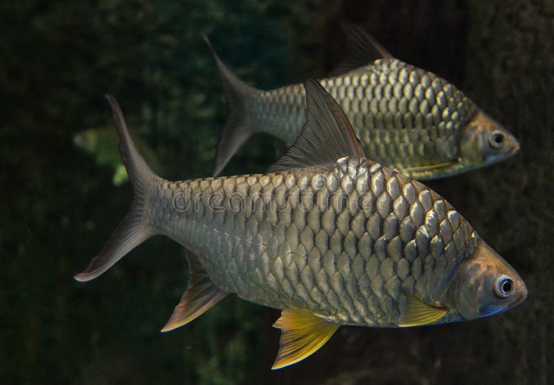 Gelbe Flosse der Fische stockfoto. Bild von sonderkommandos - 69231854