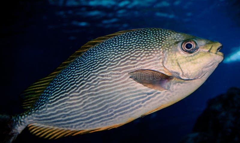 Gelbe Flosse der Fische stockfoto. Bild von sonderkommandos - 69231854