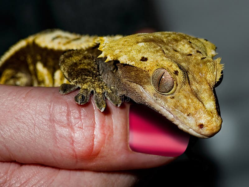 Gelber Gecko stockfoto. Bild von nave, gelb, wüste, bunt - 25751242