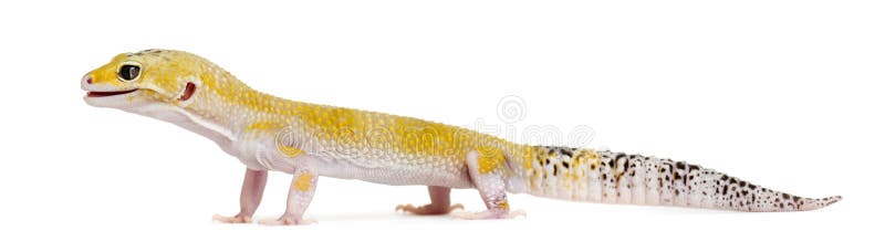 Gelber Gecko stockfoto. Bild von nave, gelb, wüste, bunt - 25751242