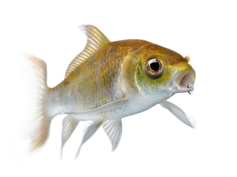 Fische Mit Mund öffnen Sich Stockfoto - Bild von vollständig ...