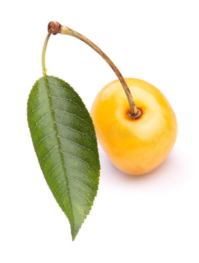 Gelbe Kirsche stockfoto. Bild von früchte, haufen, glänzend - 41930136