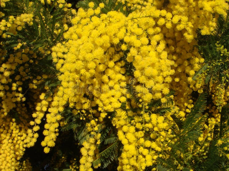 Gelbe Mimose stockfoto. Bild von zweige, blüte, zweig - 66583932