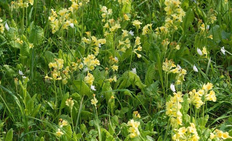 Gelbe Primel stockbild. Bild von blume, draussen, frühling - 54368689