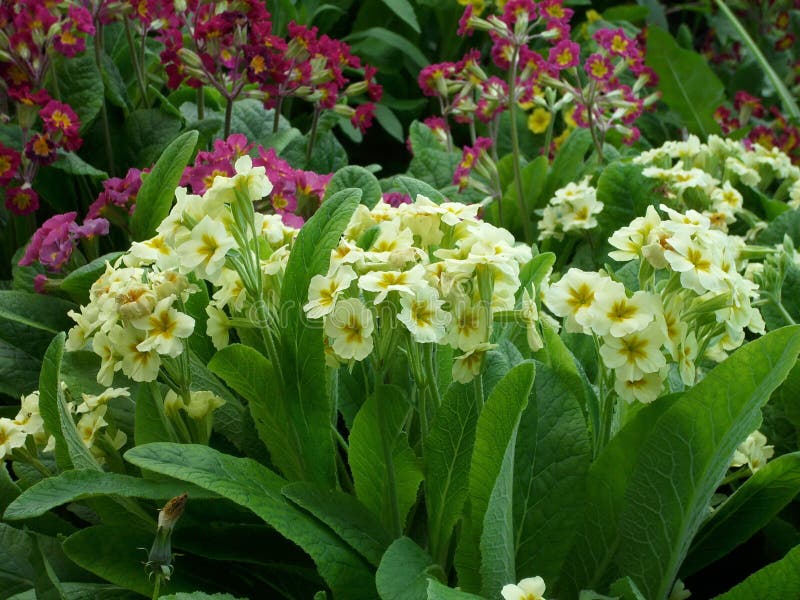 Gelbe Und Magentarote Primeln Stockfoto - Bild von primeln, frühling ...