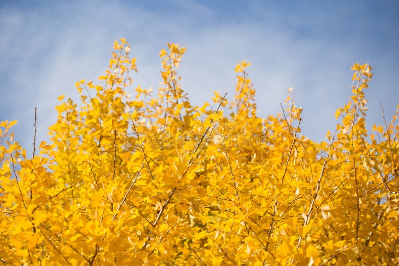 Gelber Ginkgo Biloba Laubbaum Auf Herbst Des Blauen Himmels Stockfoto ...