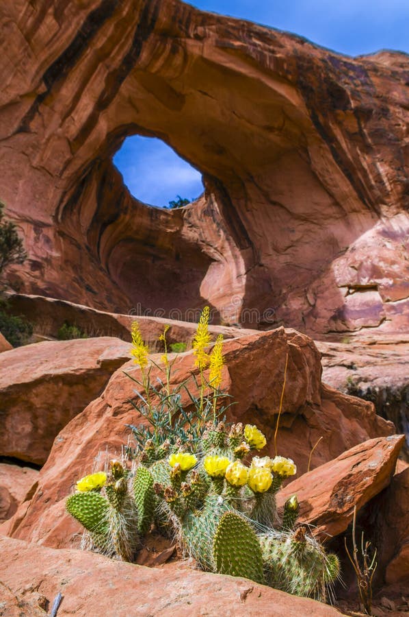 Gelber Kaktus Unter Fliegen-Bogen Stockbild - Bild von wanderung, bogen ...