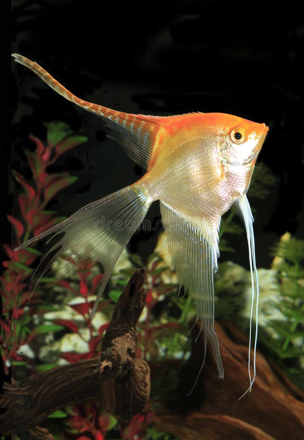 Gelber Langer Gerippter Angel Fish In Einem Aquarium Stockfoto - Bild ...