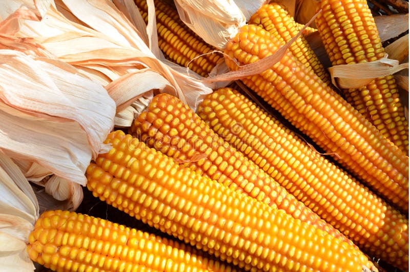 Gelber Mais geerntet stockbild. Bild von gold, ernte - 21321779