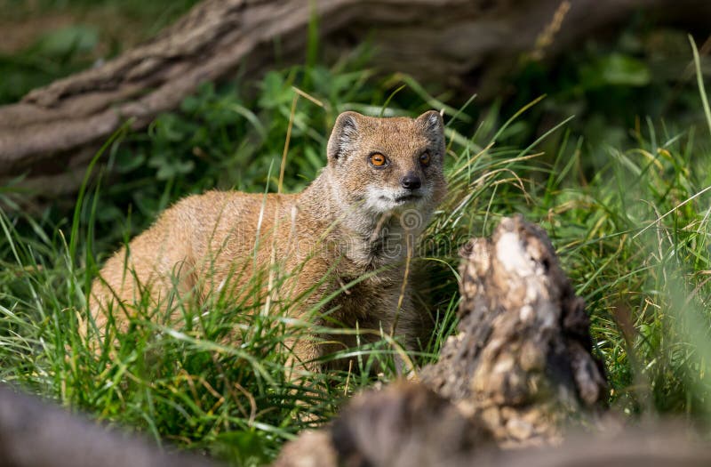 Mungo mit catched Schlange stockbild. Bild von frontseite - 93277411