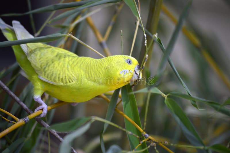 Gelber Sittich Stock-Fotos - Laden Sie 148 Royalty-Free Fotos herunter