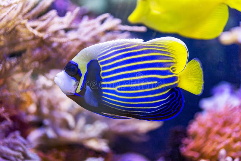 Gelbe Und Blaue Gestreifte Fische Stockbild - Bild von bahamas, blau ...