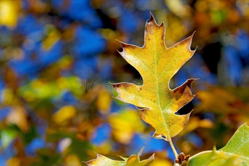 Gelbes Blatt Der Schwarzen Eiche Im Herbst Stockfoto - Bild von gelb ...