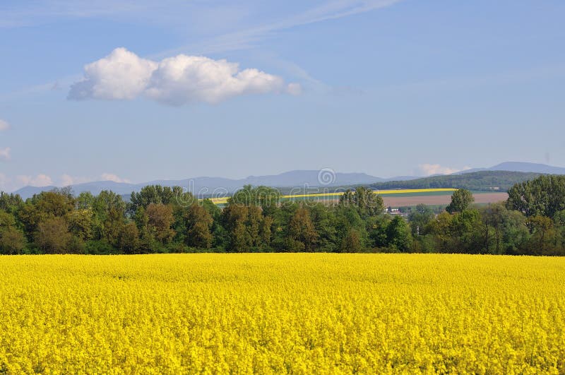 Gelbes Feld Mit Greenforest Auf Einem Hintergrund Stockbild - Bild von ...
