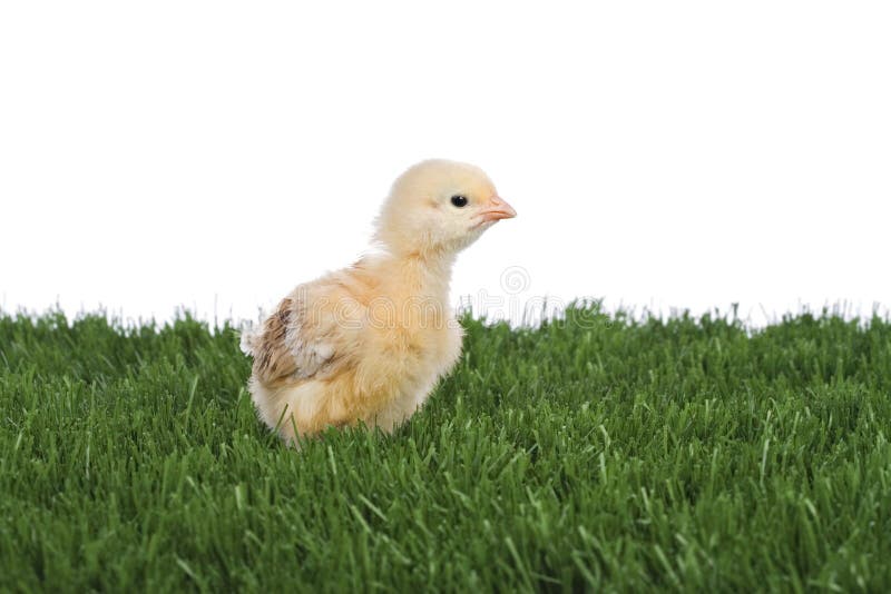 Gelbe Hühnerei Auf Transparentem Hintergrund, Png Stockfoto - Bild von ...