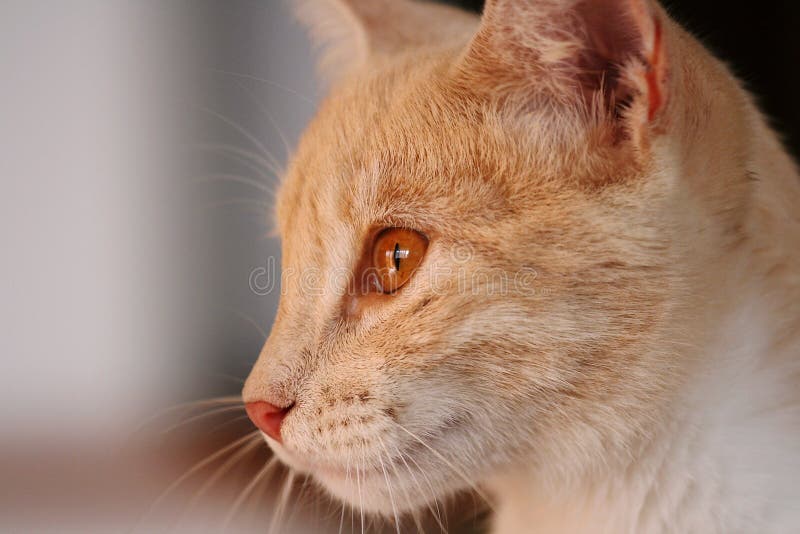Gelbes Katze-Profil stockbild. Bild von katzenartig, gestreift - 12948221