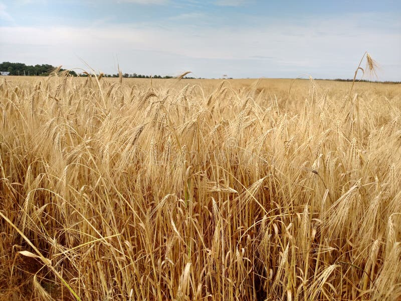Gelbes Weizenfeld, Horizont Und Blauer Himmel Stockfoto - Bild von blau ...
