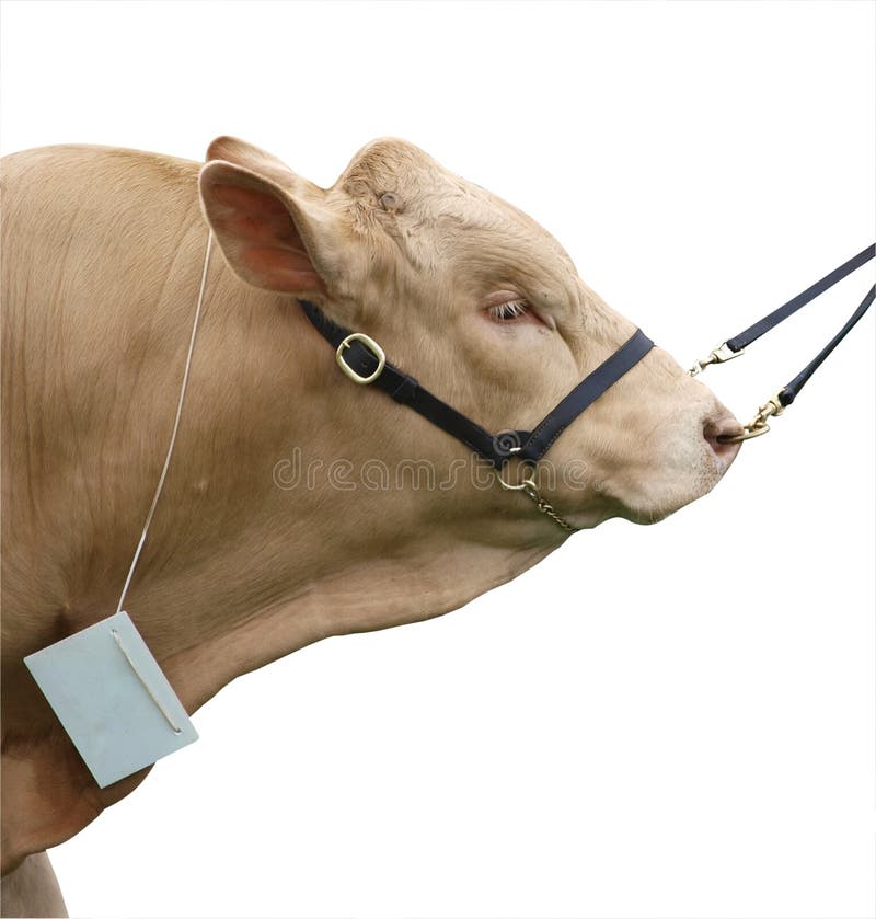 Bull stock photo. Image of exhibition, bull, veterinary - 31235010