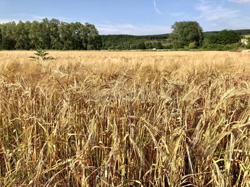 Gelbweizenfeld stockfoto. Bild von feld, spitzen, weizen - 165936810