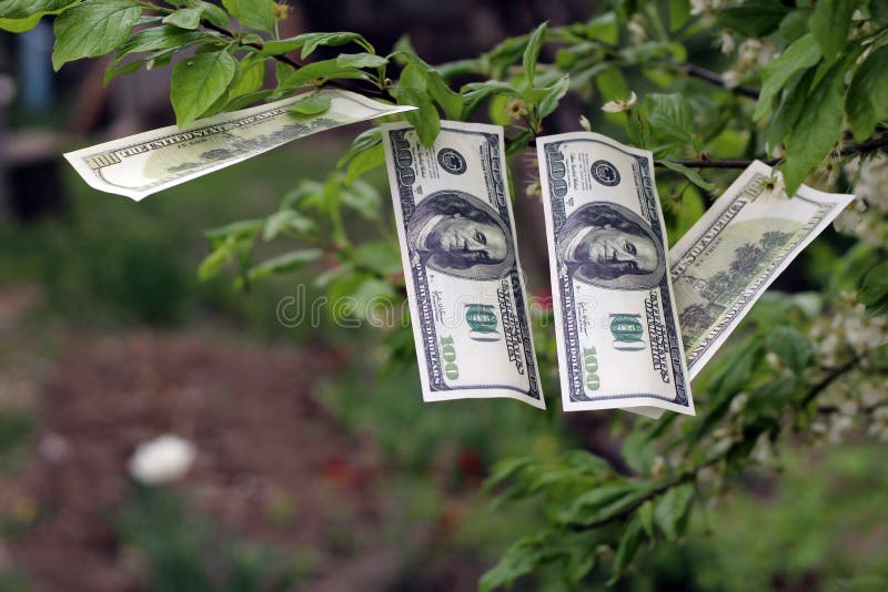 Geld wächst auf Bäumen stockbild. Bild von hundert, potentiometer - 155113