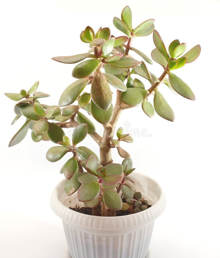 Geldbaum (Crassulaanlage) stockfoto. Bild von plastik - 25089546