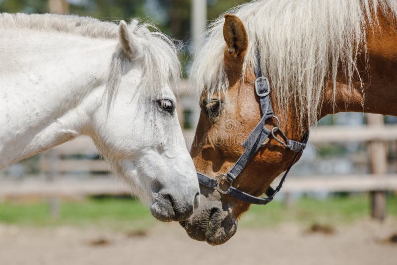 Gelding Pony Biting Gelding Horse in Herd Stock Image - Image of teeth ...