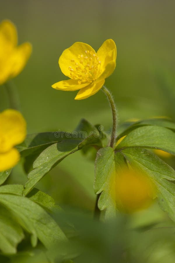 Gele Anemoon Yellow Anemon, Anemone Ranunculoides Stock Image - Image ...