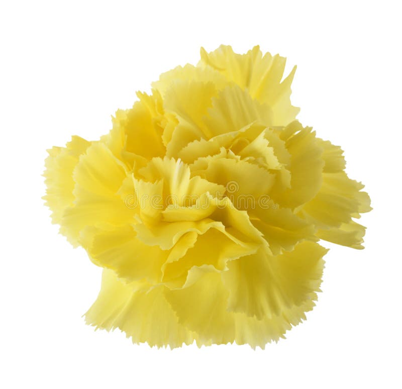 Gele anjerbloemen in vaas stock afbeelding. Image of nave - 39641867