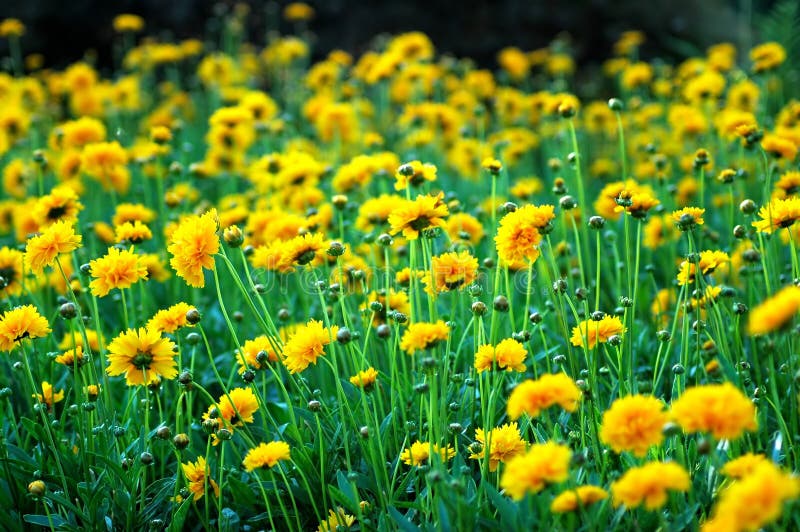 Gele anjers stock afbeelding. Image of madeliefje, gebied - 2650131