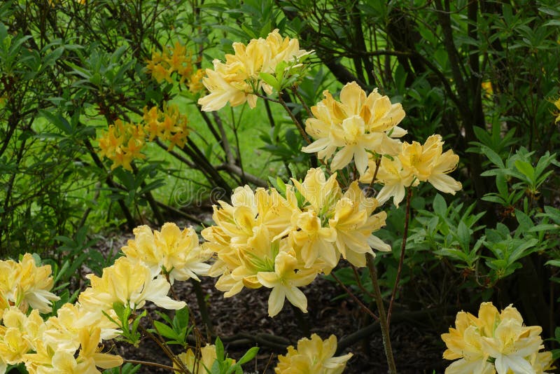 Gele azalea stock foto. Image of buiten, bloemen, kleur - 117241868
