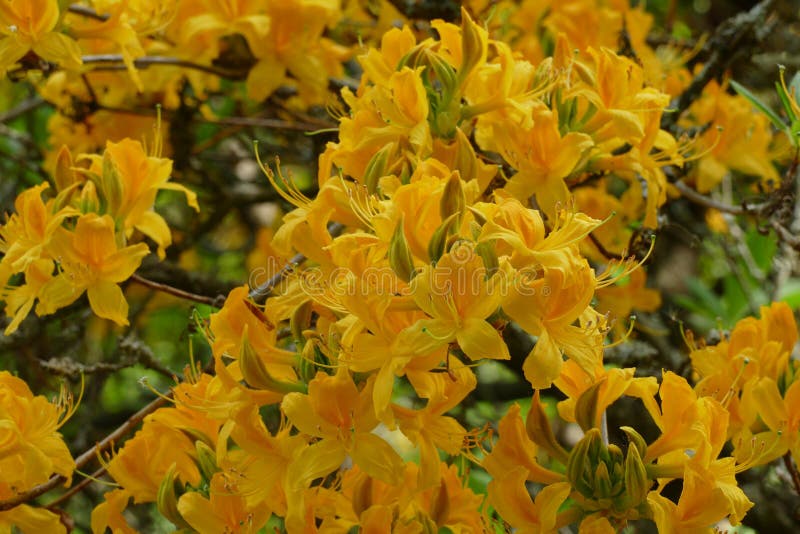 Gele azalea stock foto. Image of seizoen, bloem, bloesem - 117241936