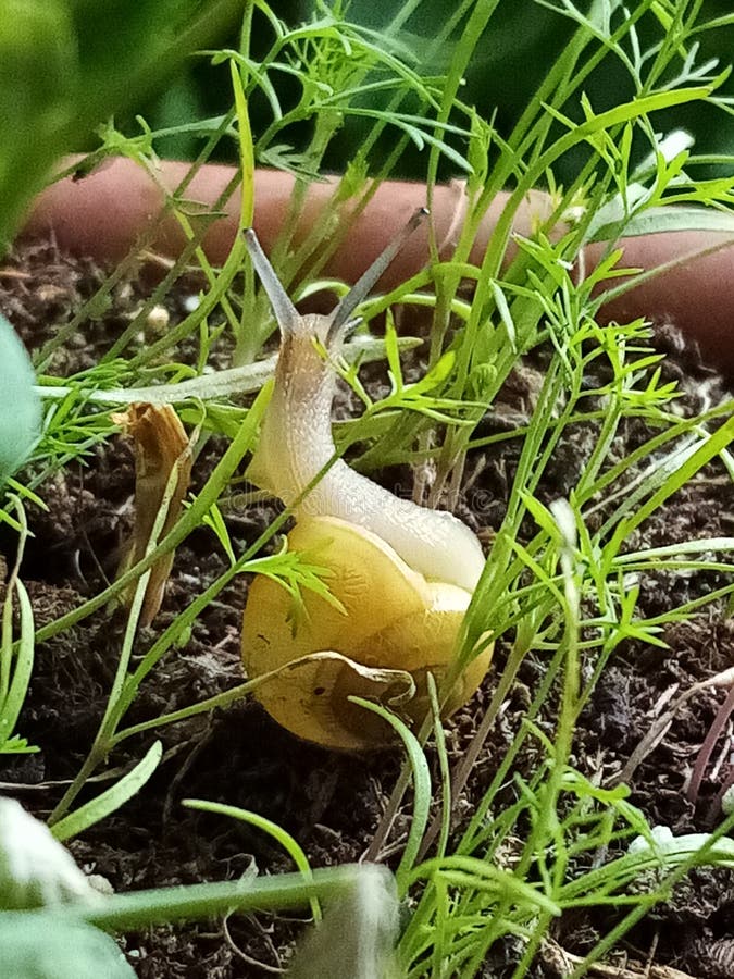 De slak van de baby stock afbeelding. Afbeelding bestaande uit langzaam ...