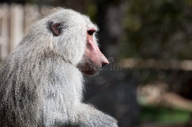 Gele baviaan stock afbeelding. Image of gezicht, hoofd - 28839341