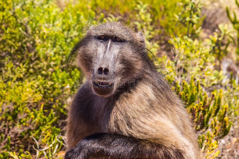 Gele baviaan stock foto. Image of rots, stenen, baviaan - 49616156