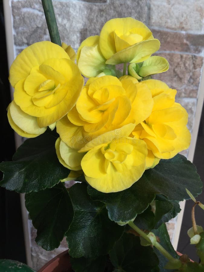 Gele begoniabloem stock afbeelding. Image of bloei, bloem - 102825819