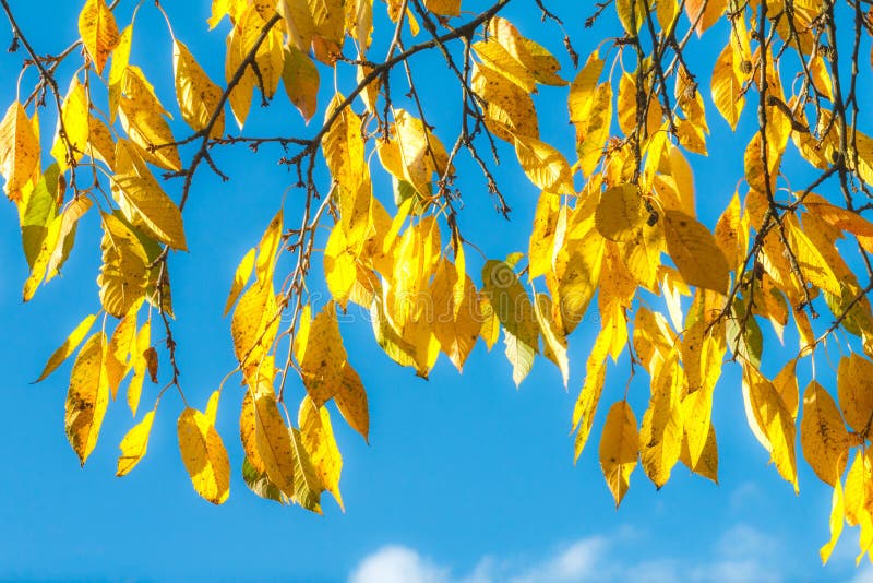 Gele bladeren stock foto. Image of gebladerte, licht - 102619570