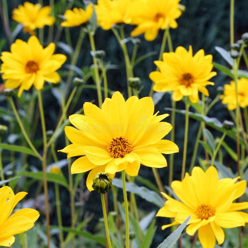 Gele bloem stock afbeelding. Image of nave, achtergrond - 3072505